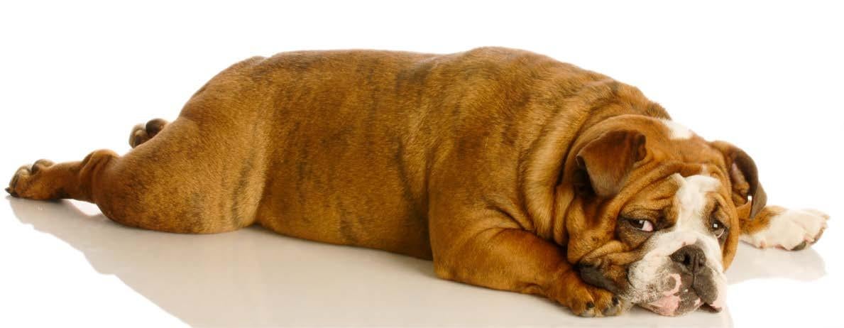 Alternativas saludables al arroz para perros: Descubre qué otro tipos ...